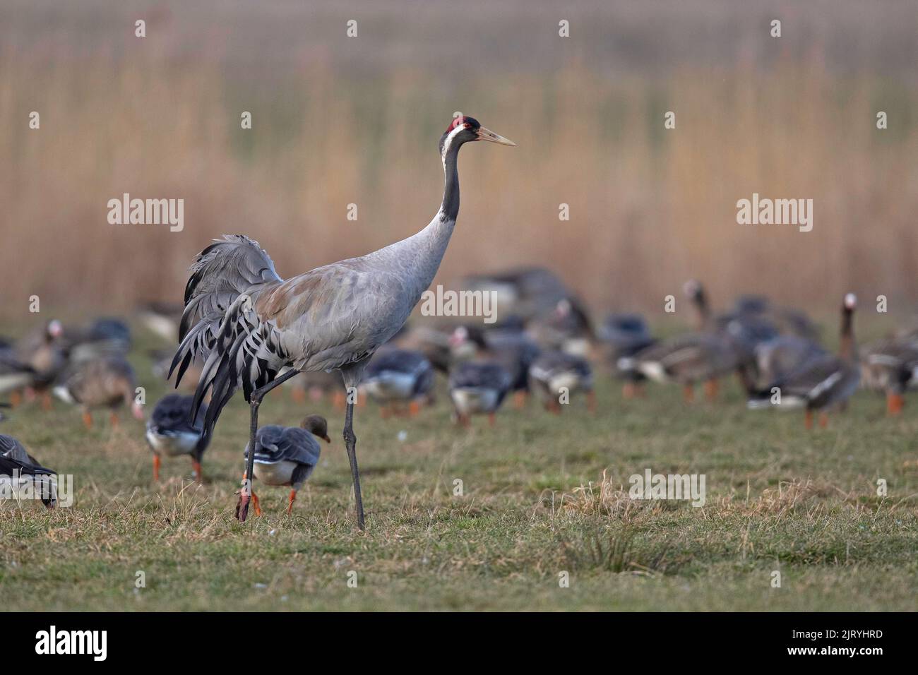 Common crane (Grus grus) and greater white-fronted geese (Anser ...