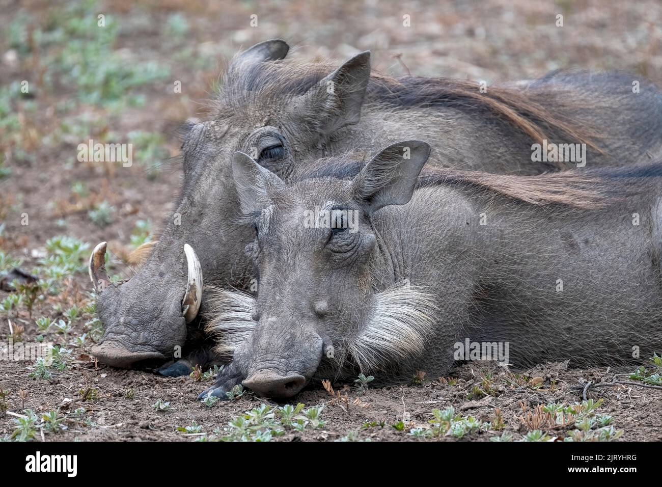 Common warthog (Phacochoerus africanus), two animals resting at dusk ...