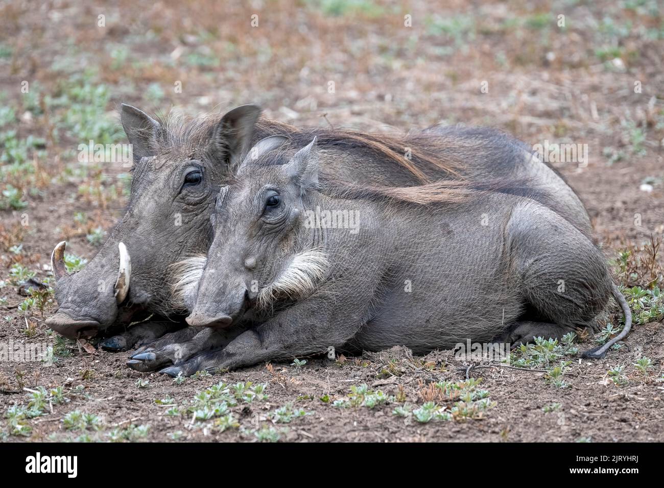 Common warthog (Phacochoerus africanus), two animals awake at dawn ...