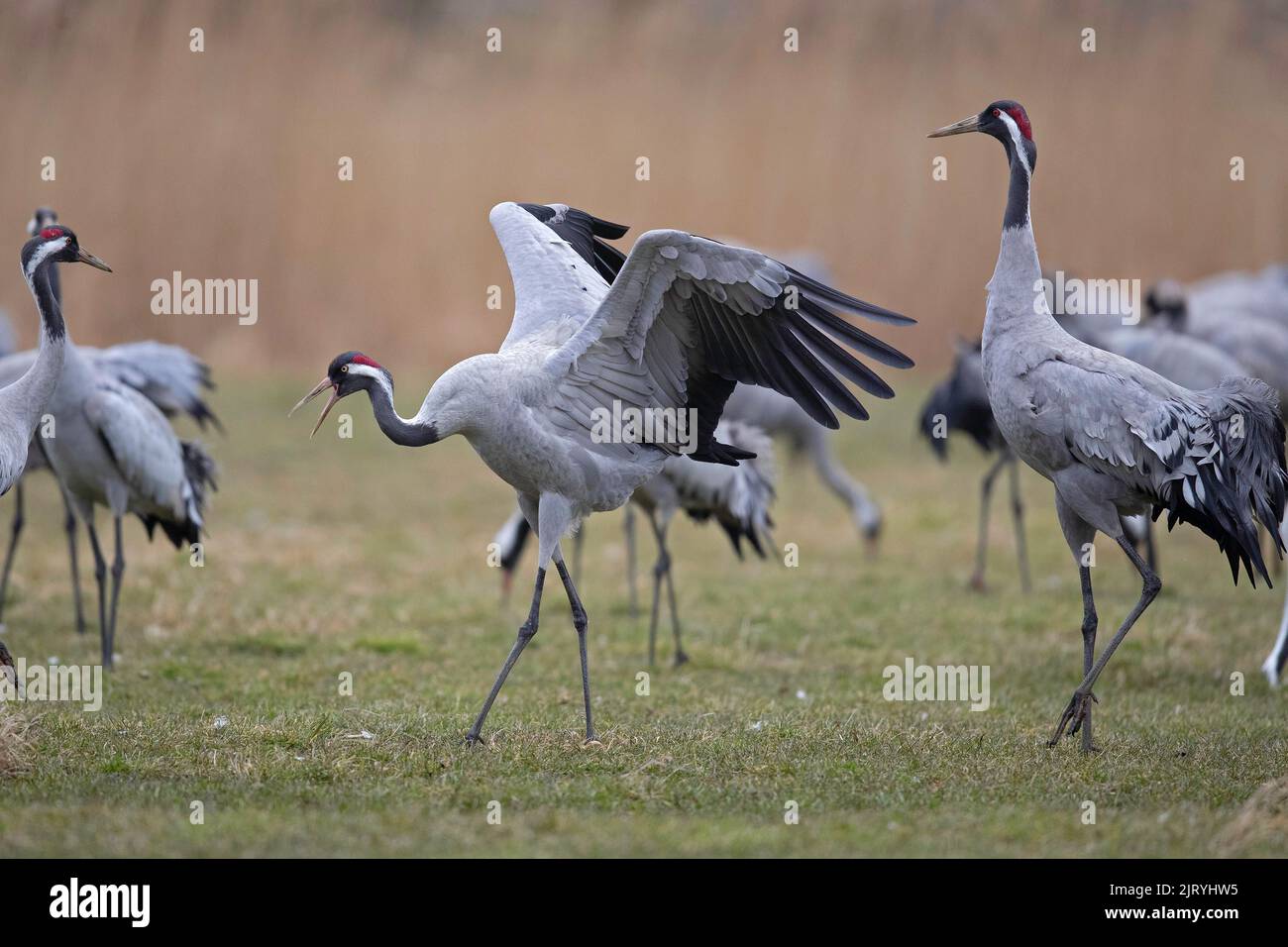 Common crane (Grus grus), crane dance, courtship display, Guenzer ...