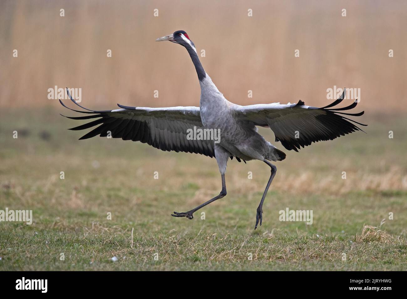 Common crane (Grus grus), crane dance, courtship display, Guenzer ...
