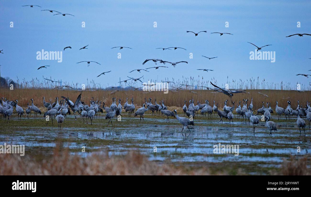 Common crane (Grus grus) on wetland, Guenzer Seewiesen, spring ...