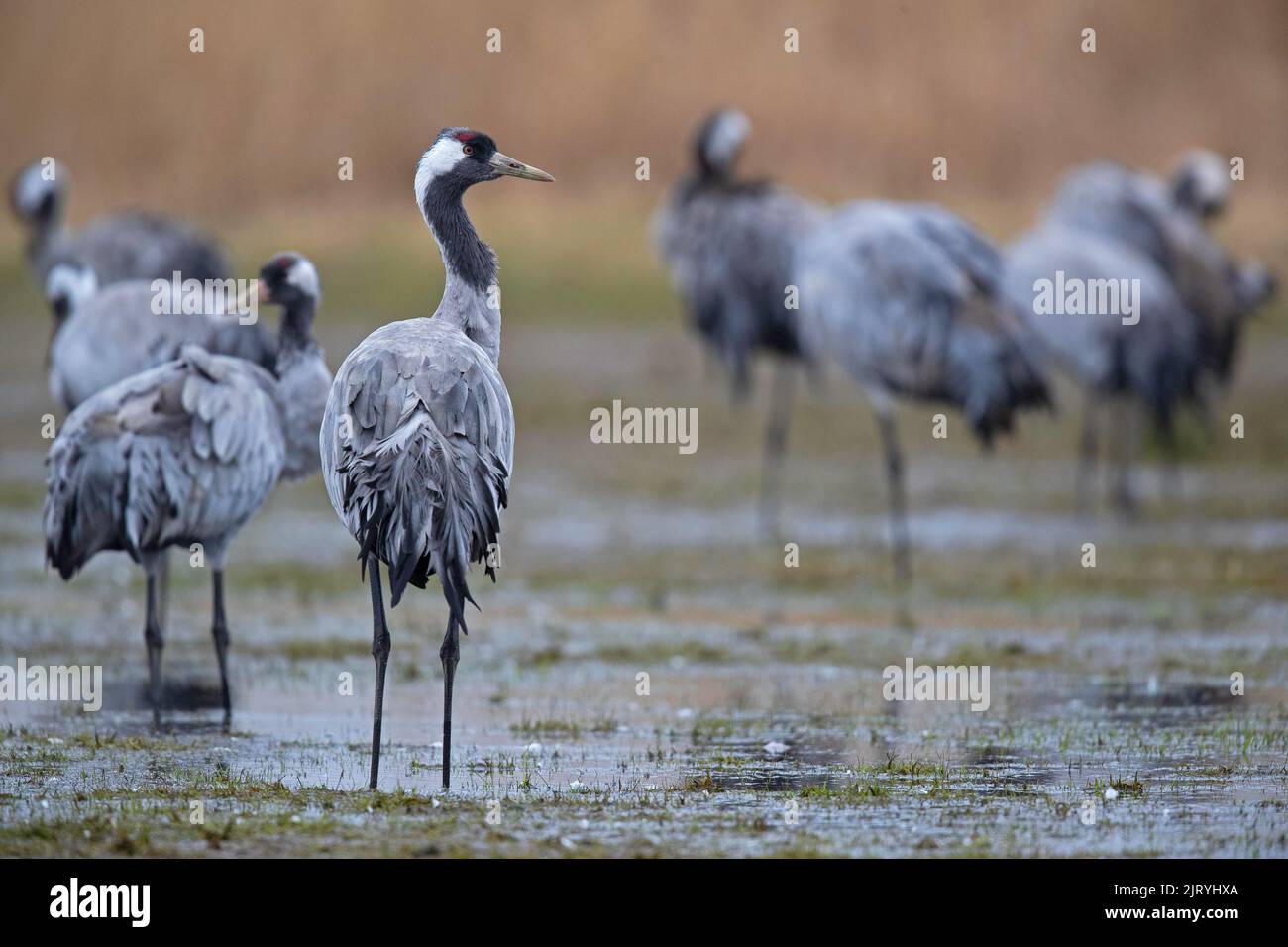 Common crane (Grus grus) on wetland, Guenzer Seewiesen, spring ...