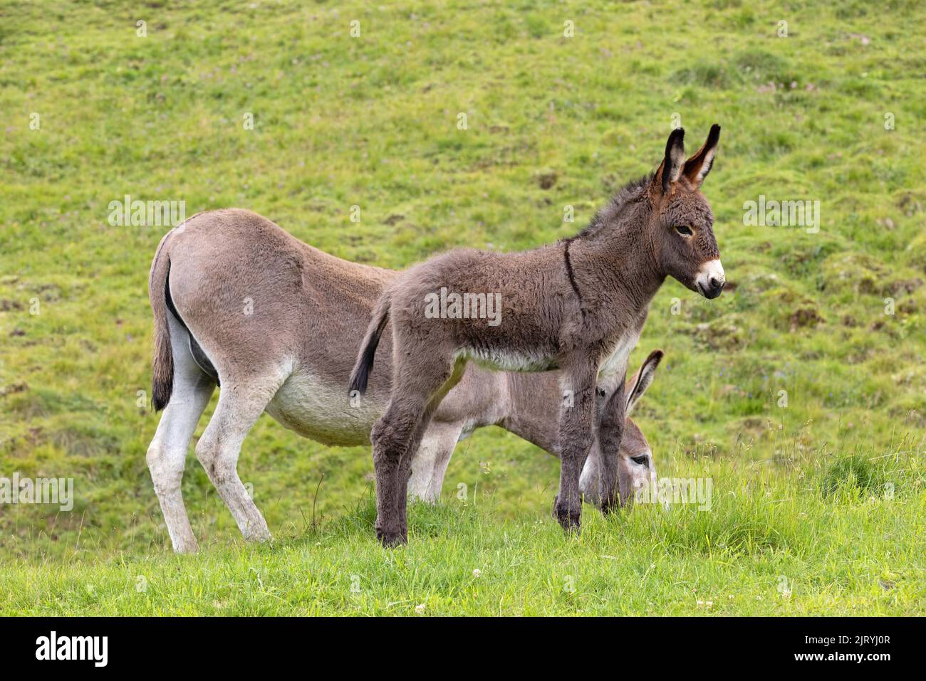 Domestic donkey (Equus asinus asinus) with young animal, Dolomites ...