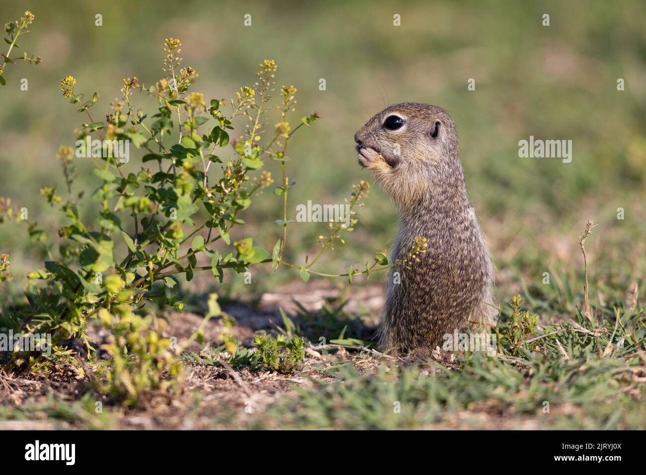 European ground squirrel (Spermophilus citellus), adolescent juvenile ...