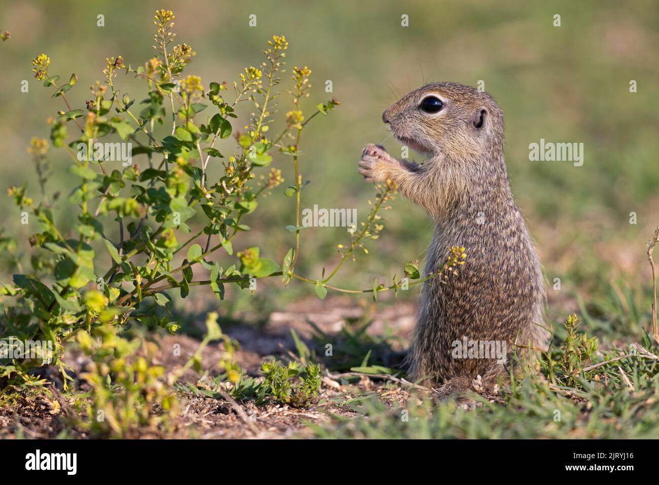 European ground squirrel (Spermophilus citellus), adolescent juvenile ...