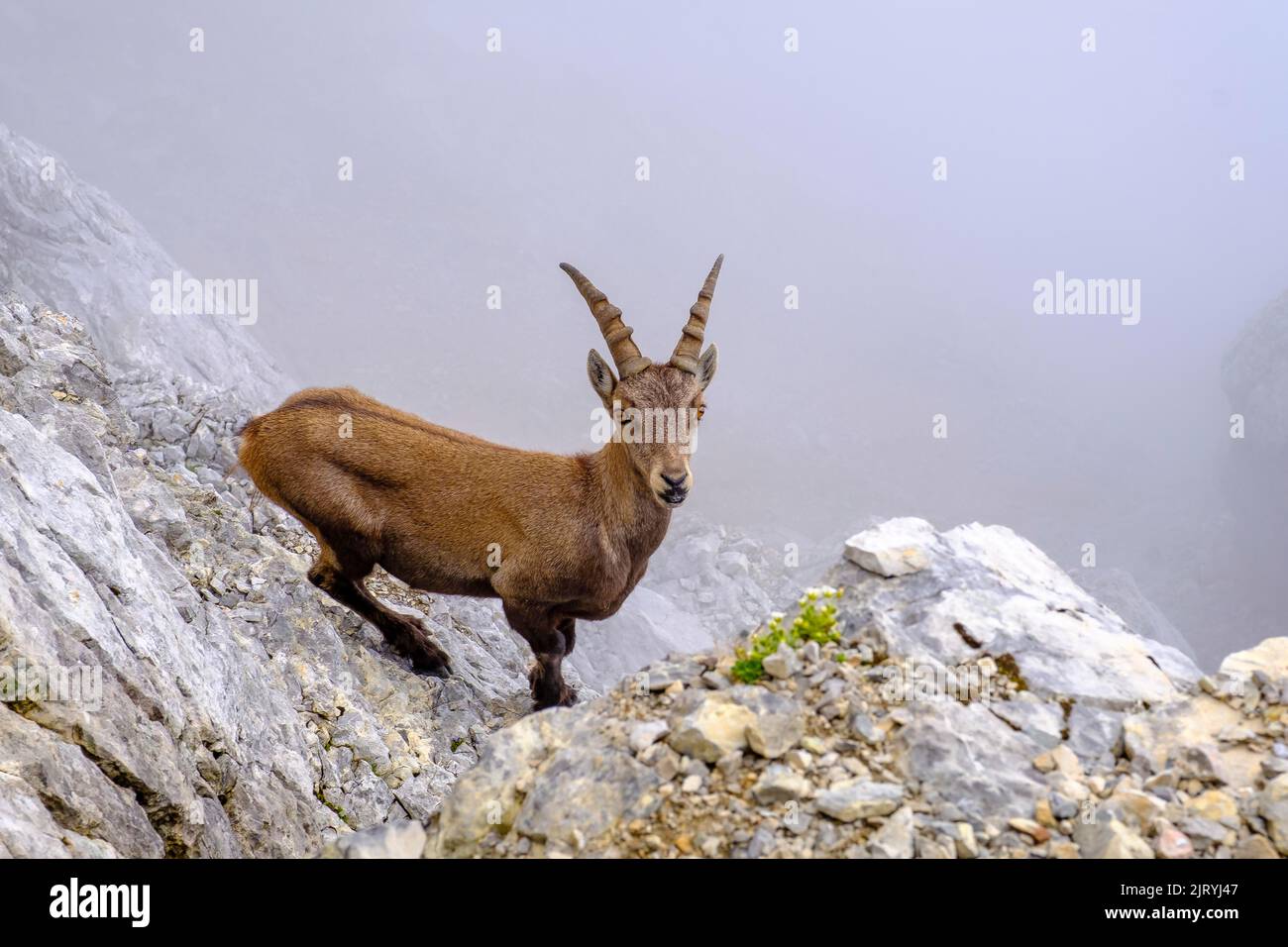 Alpine ibex (Capra ibex), Watzmann, Berchtesgaden Alps, Berchtesgaden ...