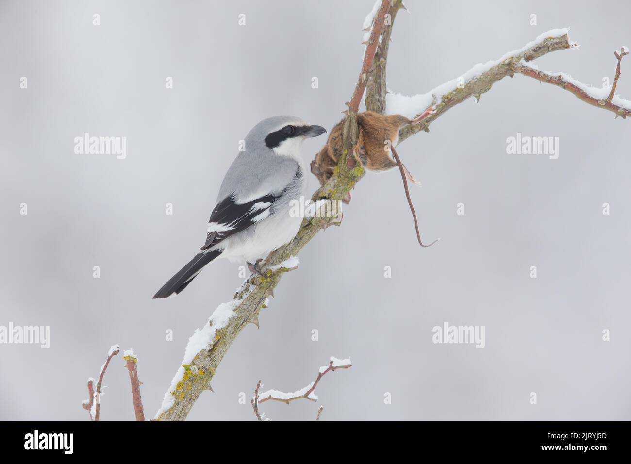 Great Grey Shrike (Lanius excubitor) feeding on impaled mouse in winter ...