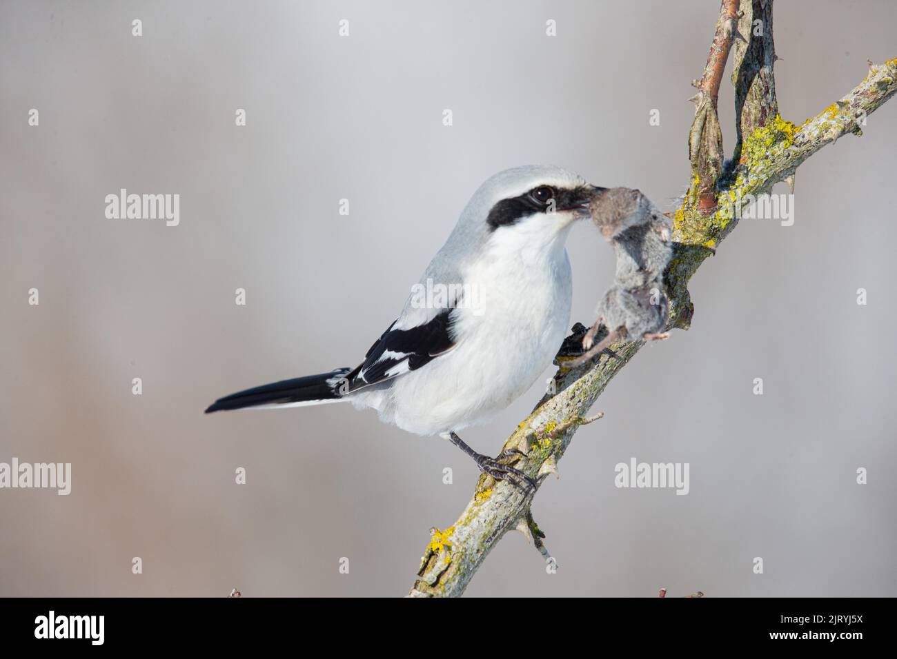 Impaled animal hi-res stock photography and images - Alamy