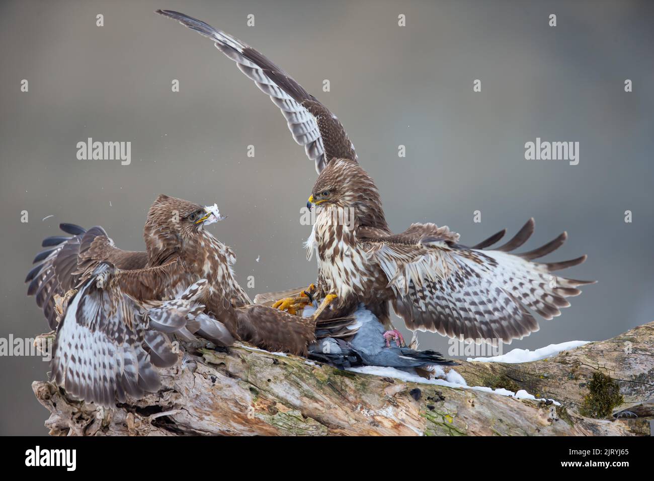 Steppe buzzard (Buteo buteo) fighting over a dead domestic pigeon as ...