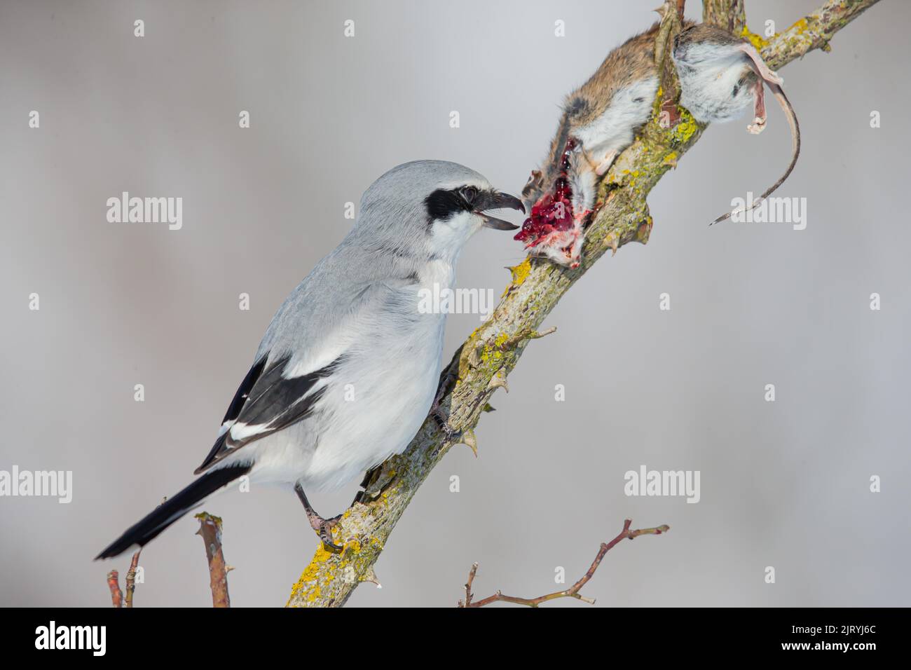 Great Grey Shrike (Lanius excubitor) feeding on impaled mouse in winter ...