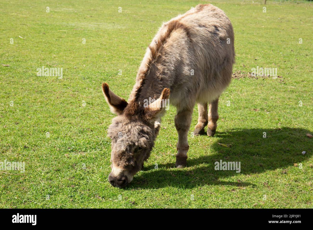 African wild donkey grazing on lush green grass, close-up Stock Photo ...