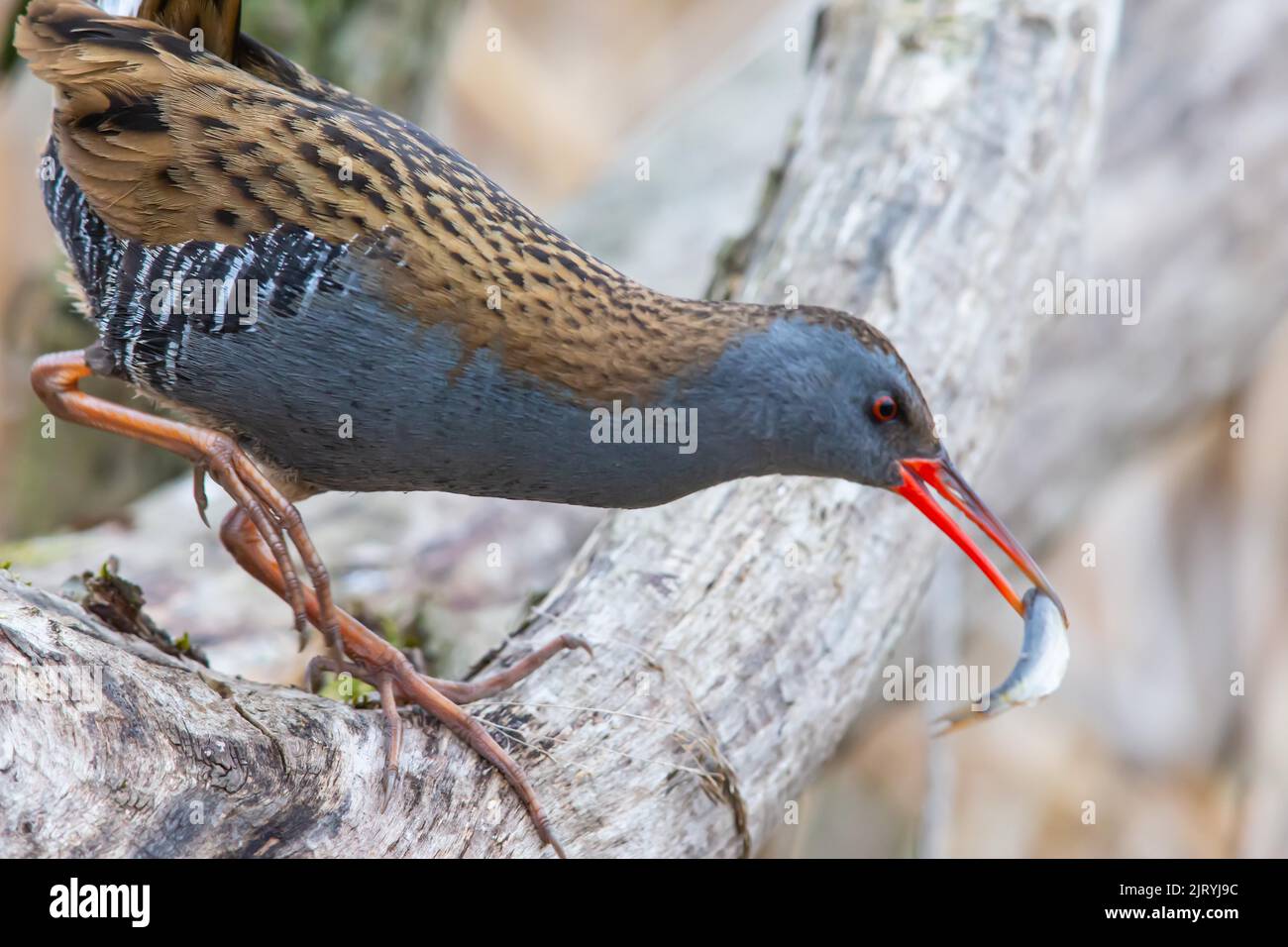 Water rail (Rallus aquaticus) with small fish, Germany Stock Photo - Alamy