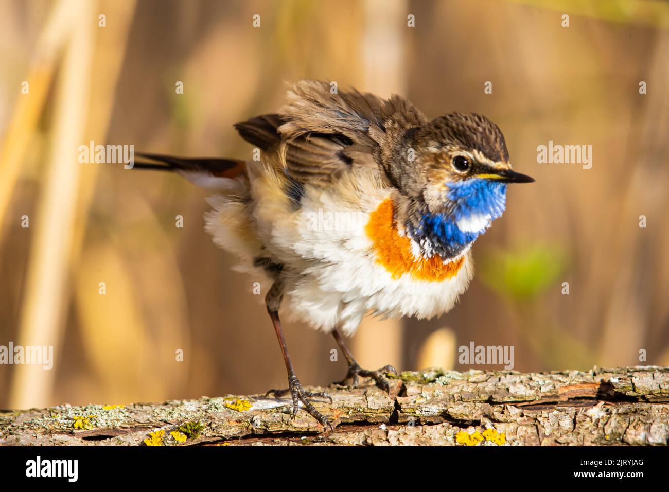 White-spotted bluethroat (Luscinia svecica cyanecula) male grooming its ...