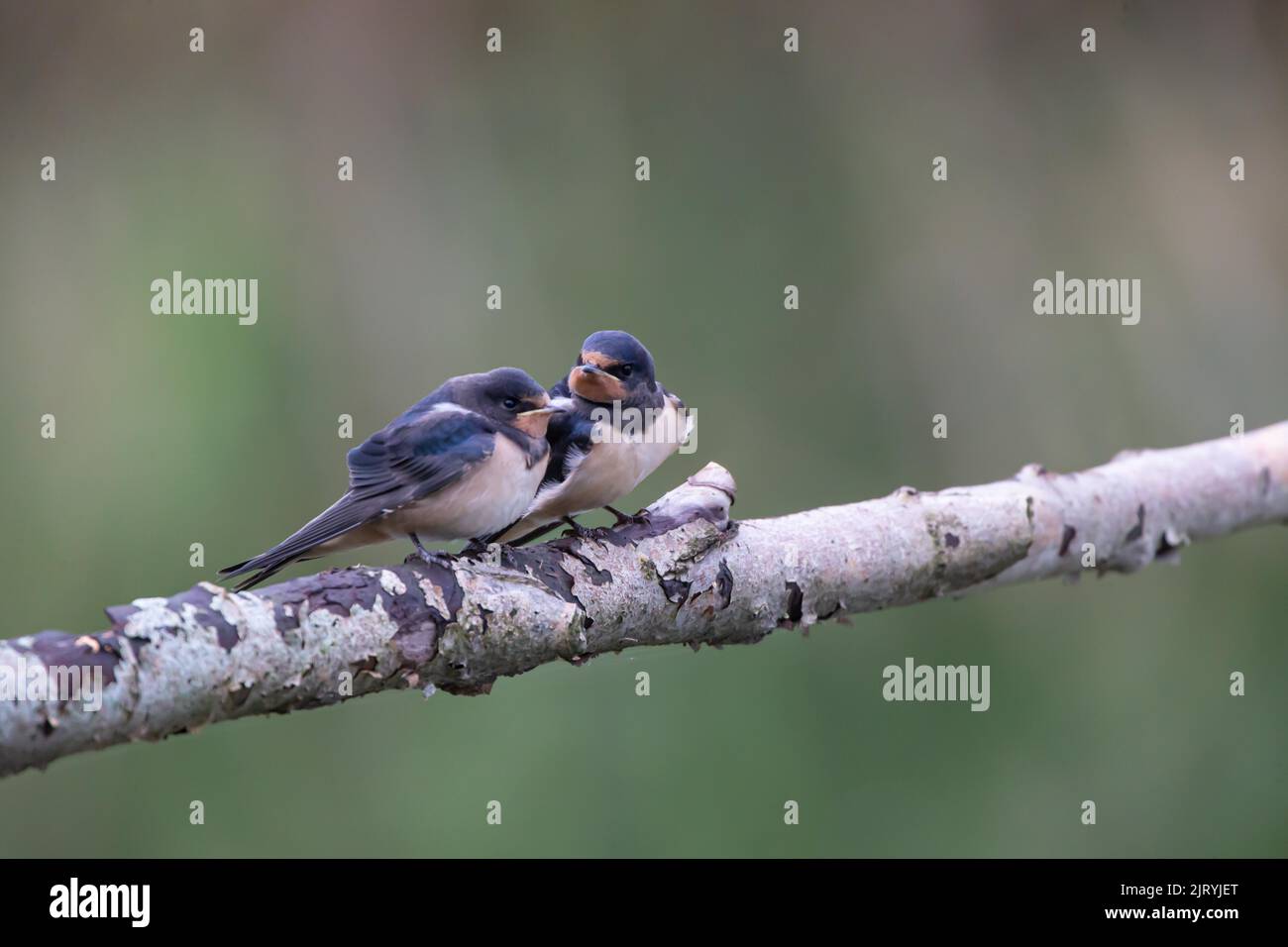 Barn swallow (Hirundo rustica) Young birds waiting to feed, Germany ...