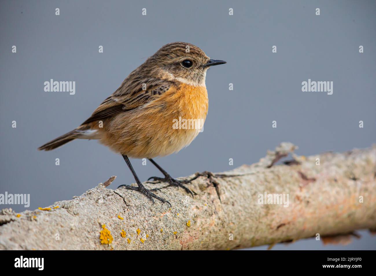 Female african stonechat hi-res stock photography and images - Alamy