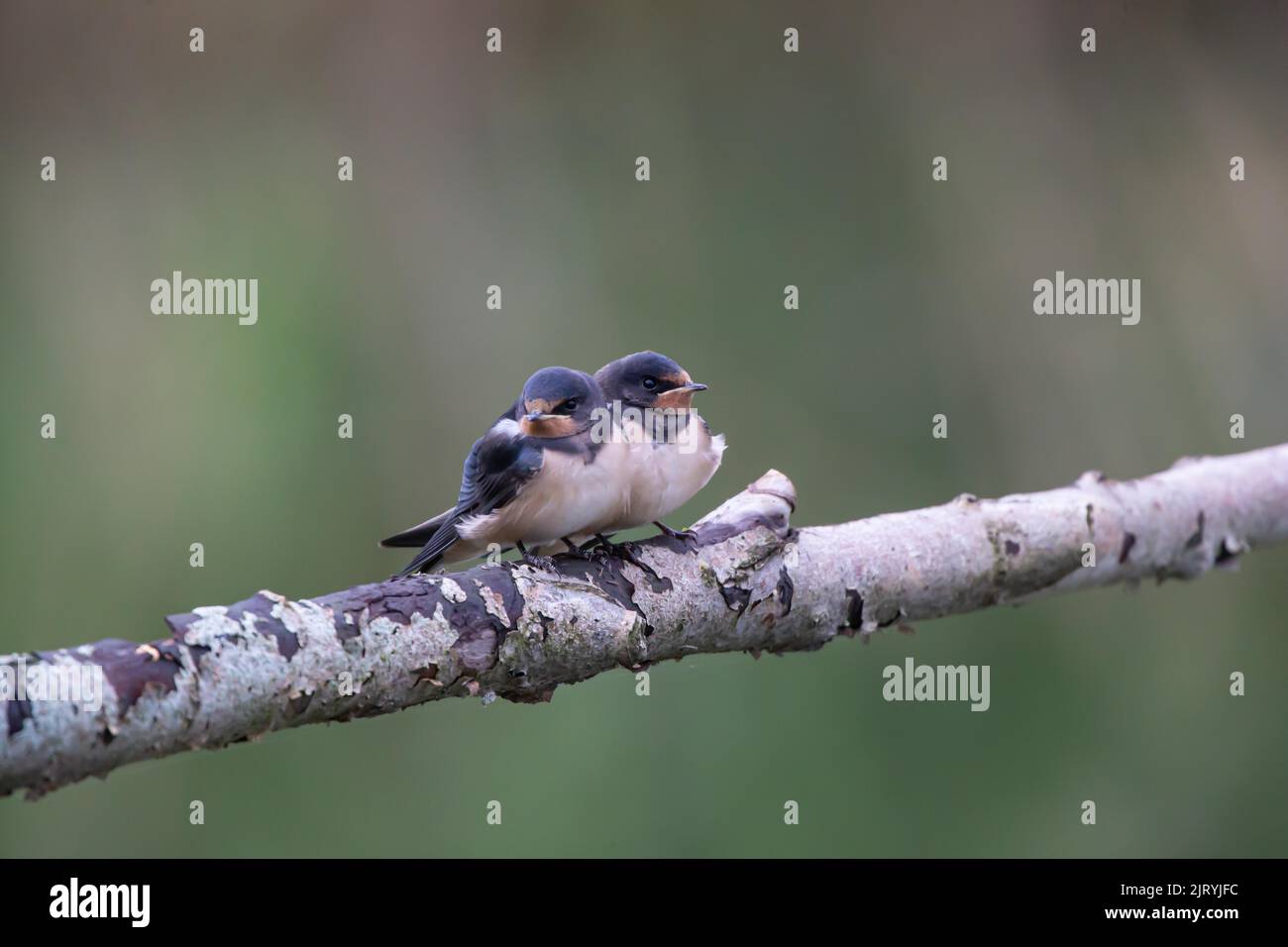 Barn swallow (Hirundo rustica) Young birds waiting to feed, Germany ...