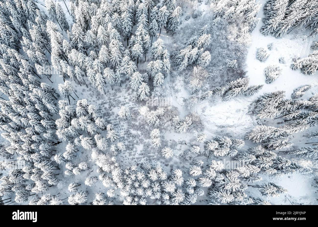 Aerial view of an icy forest in winter, Feldberg, Black Forest, Germany ...