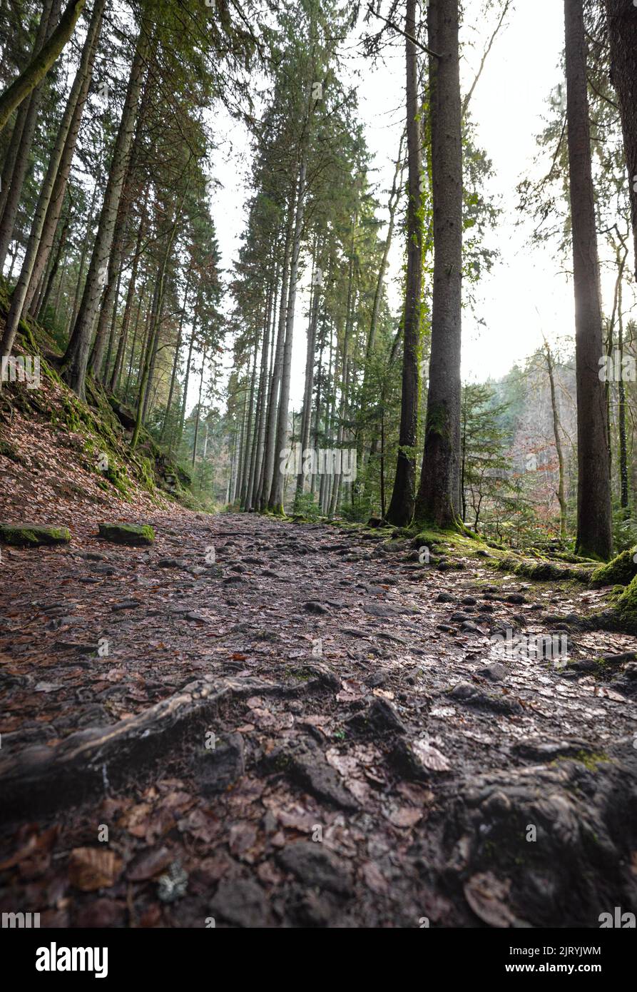 Stony forest path with trees, Monbachtal, Bad Liebenzell, Black Forest ...