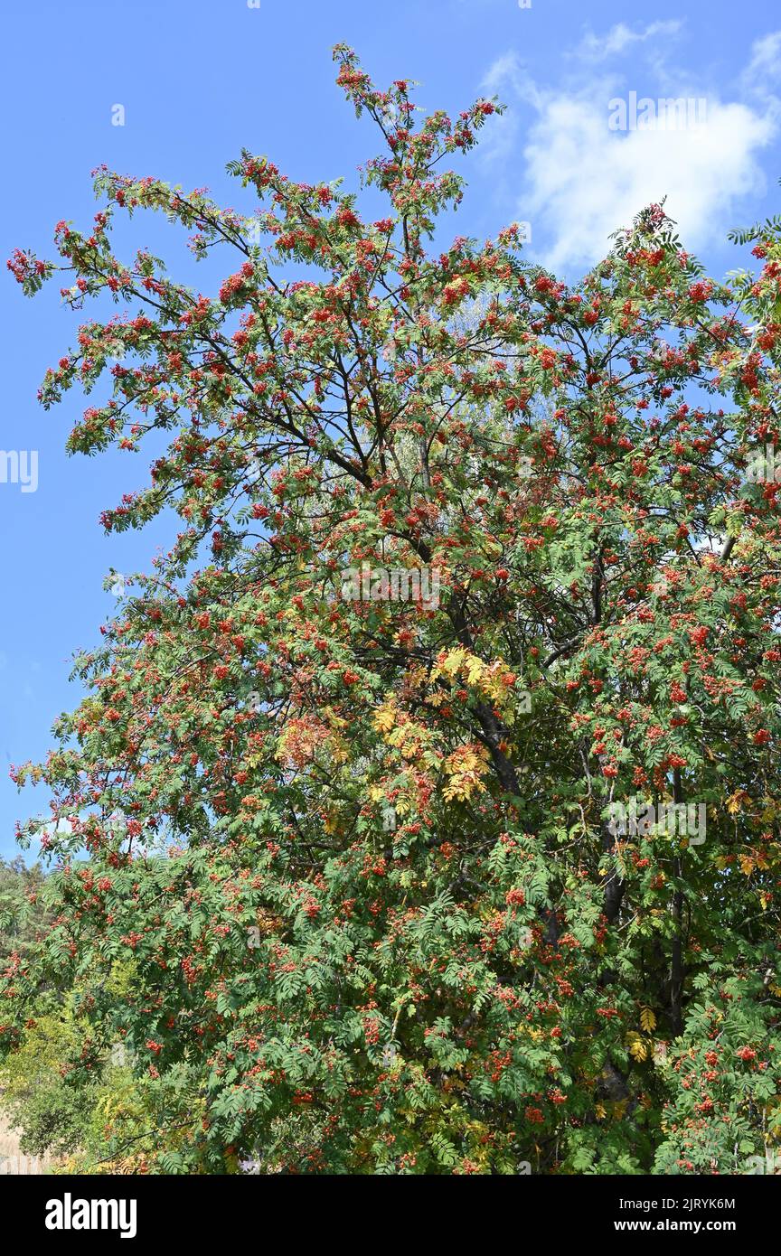 European rowan (Sorbus aucuparia), rowan, Lower Franconia, Bavaria ...