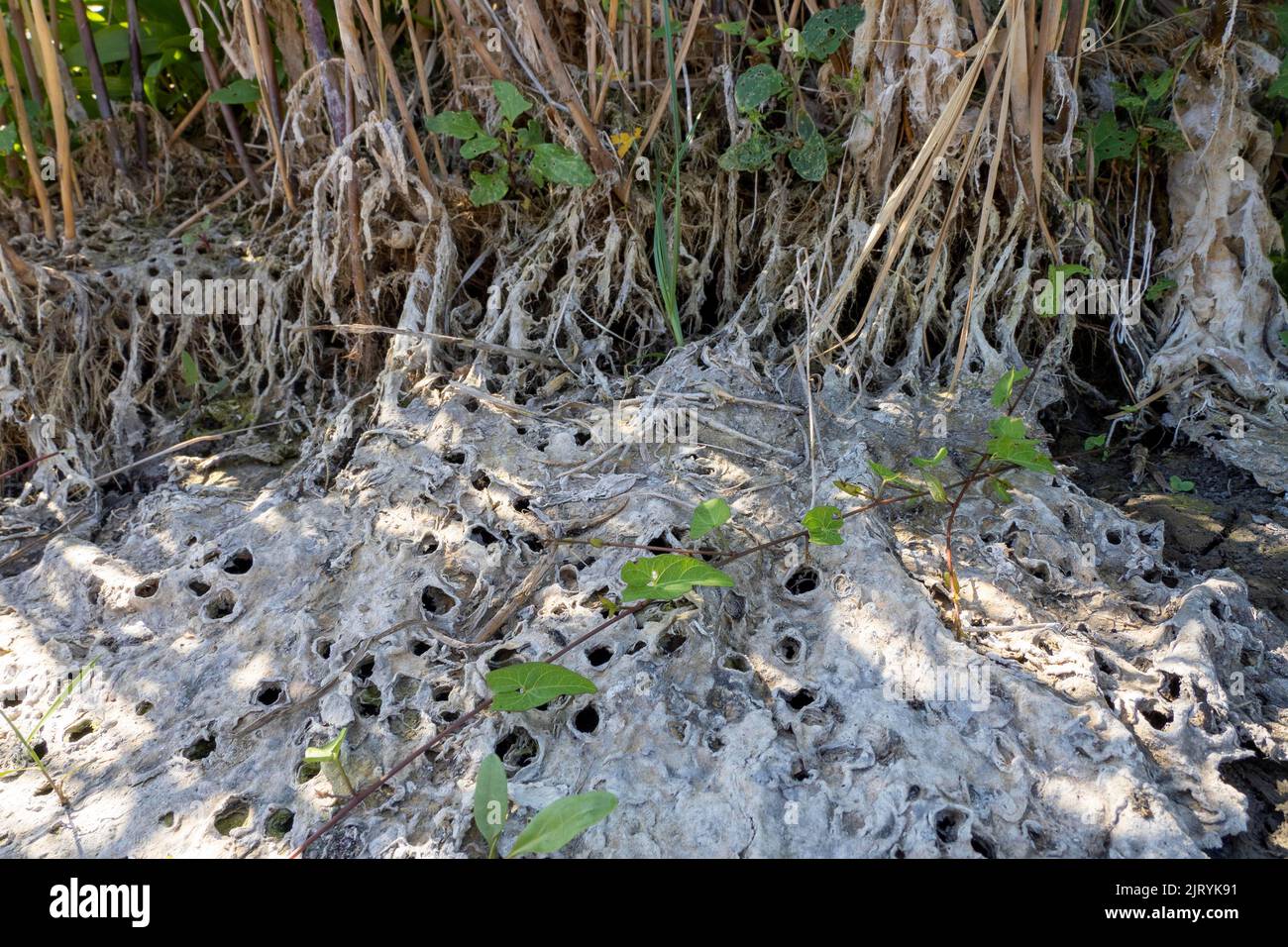 Bottom of pond hi-res stock photography and images - Alamy