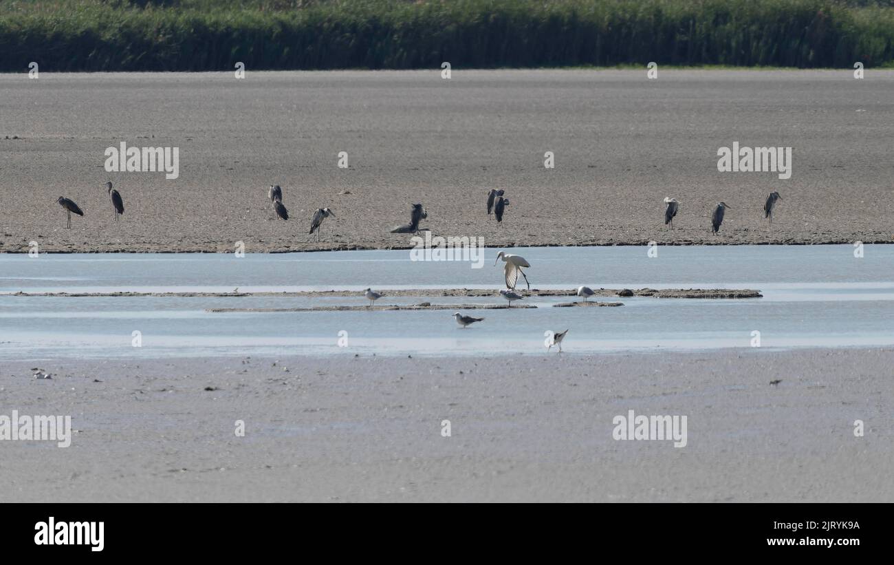 Birds at the very dry Zicksee, Lake Neusiedl-Seewinkel National Park ...