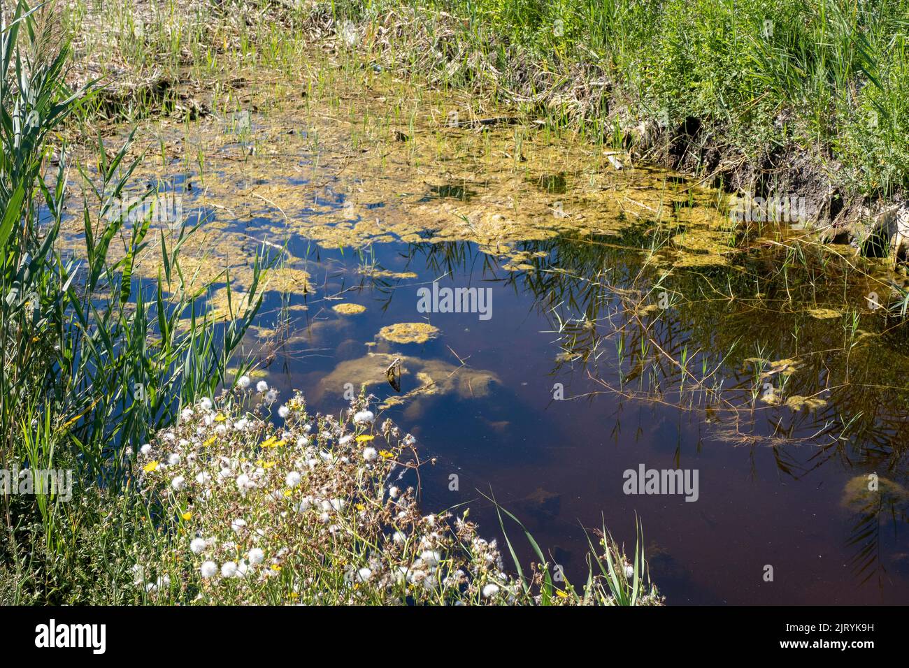 Dried out pond hi-res stock photography and images - Alamy