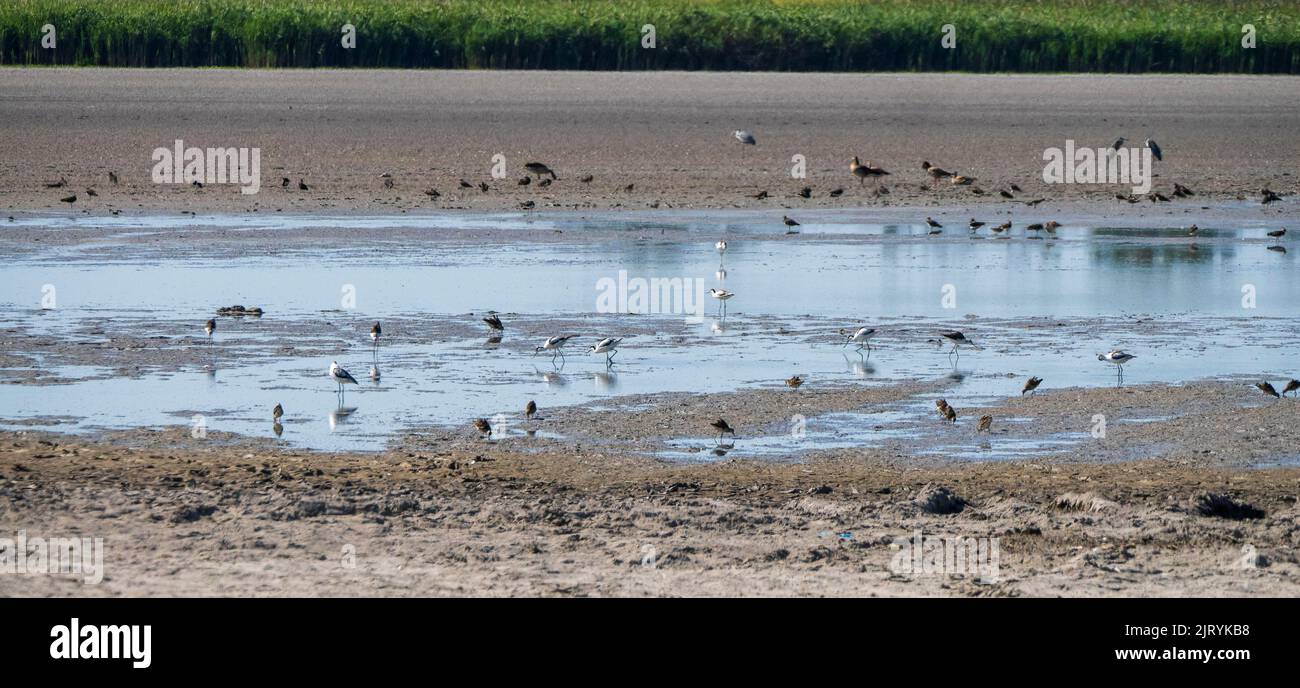 Birds at the very dry Zicksee, Lake Neusiedl-Seewinkel National Park ...