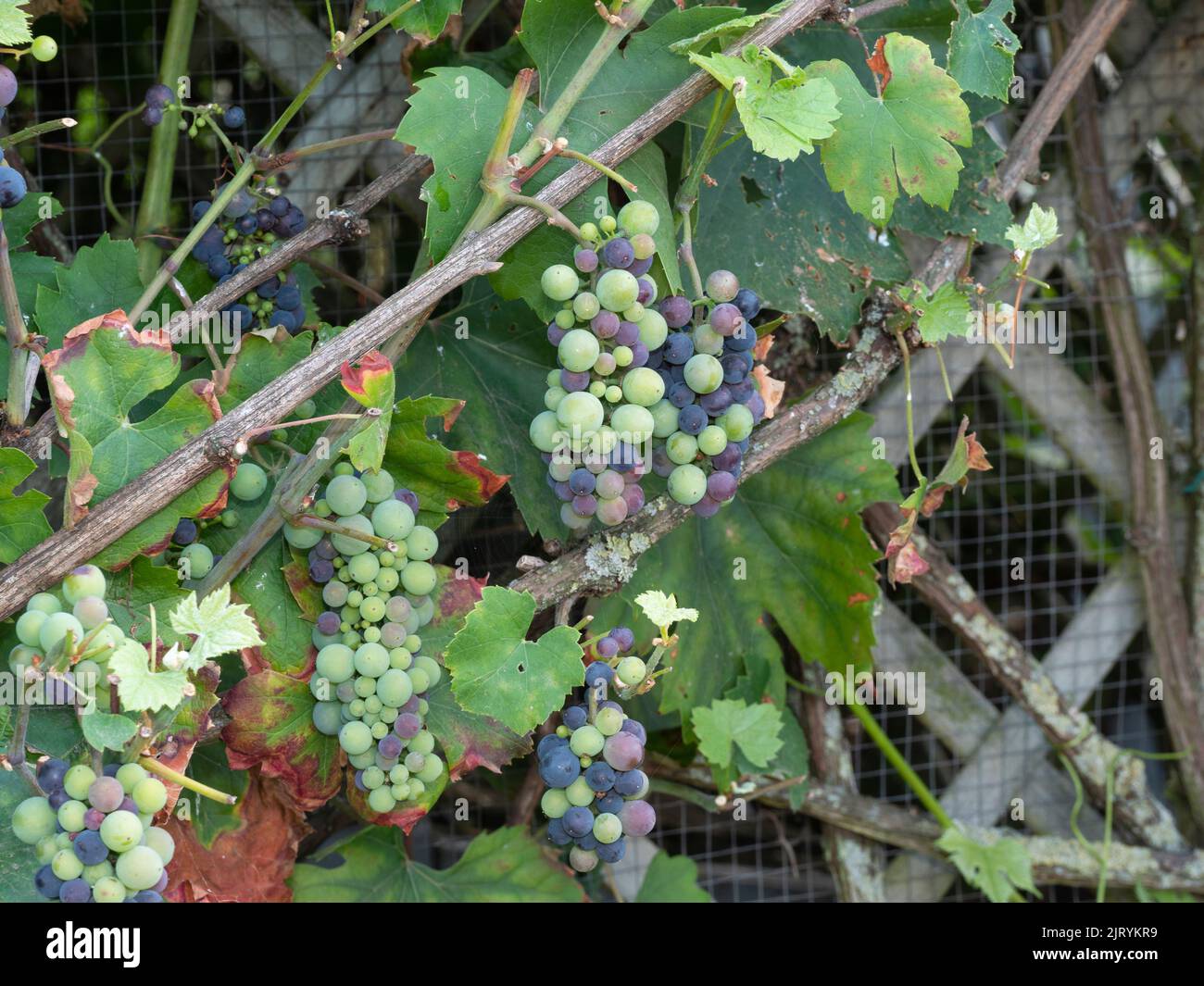 Grapevine with ripe and unripe grapes growing against a fence Stock ...