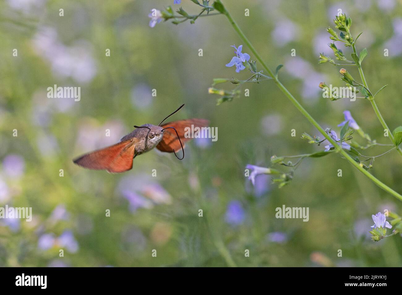 Hummingbird hawk moth in flight hi-res stock photography and images - Alamy