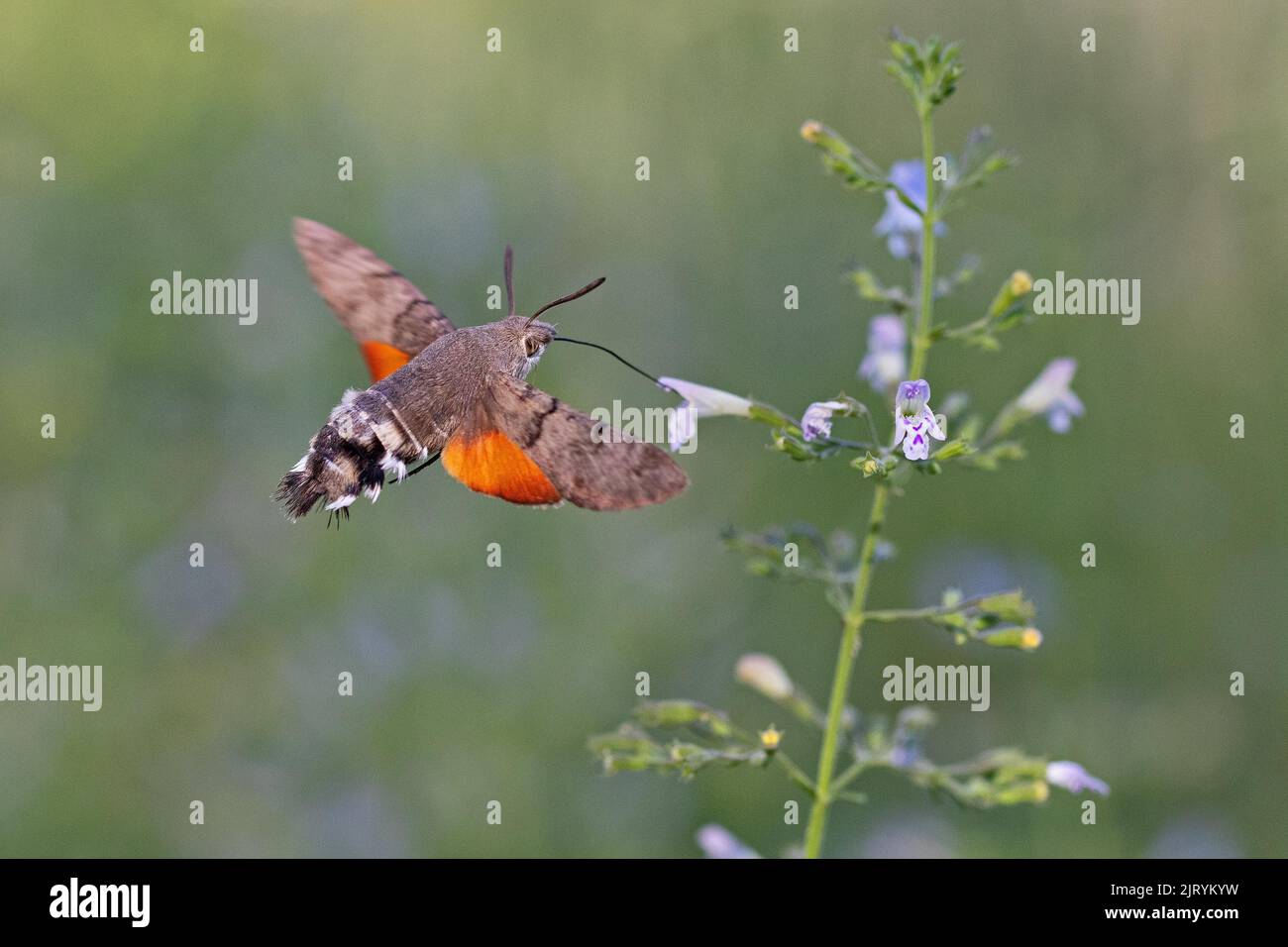 Hummingbird hawk-moth (Macroglossum stellatarum) sucking nectar from ...