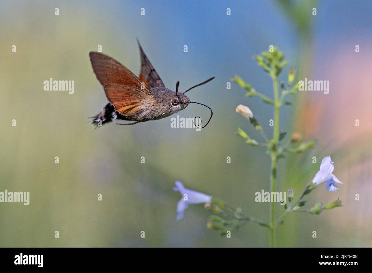 Hummingbird hawk-moth (Macroglossum stellatarum) in flight, Veneto ...