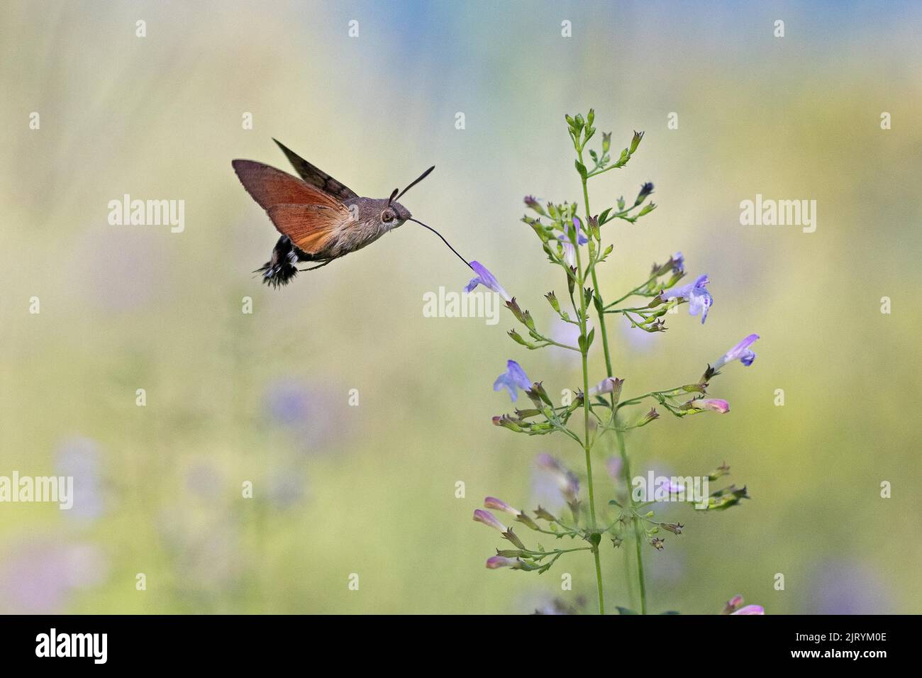 Hummingbird hawk moth in flight hi-res stock photography and images - Alamy