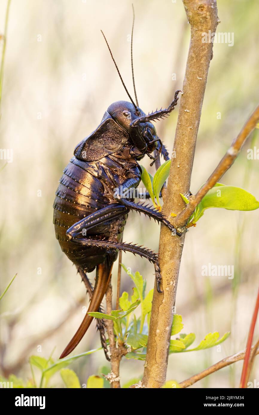 Bronze Glandular bronze glandular bush-cricket (Bradyporus dasypus ...