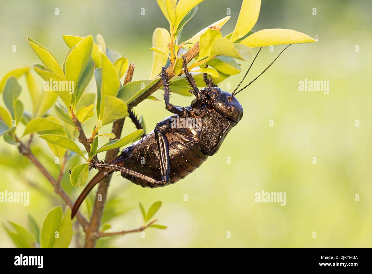 Bronze Glandular bronze glandular bush-cricket (Bradyporus dasypus ...