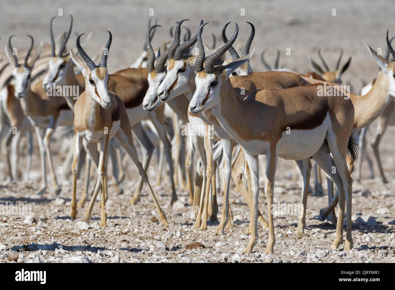 Springboks (Antidorcas marsupialis), herd, adults, males and females ...