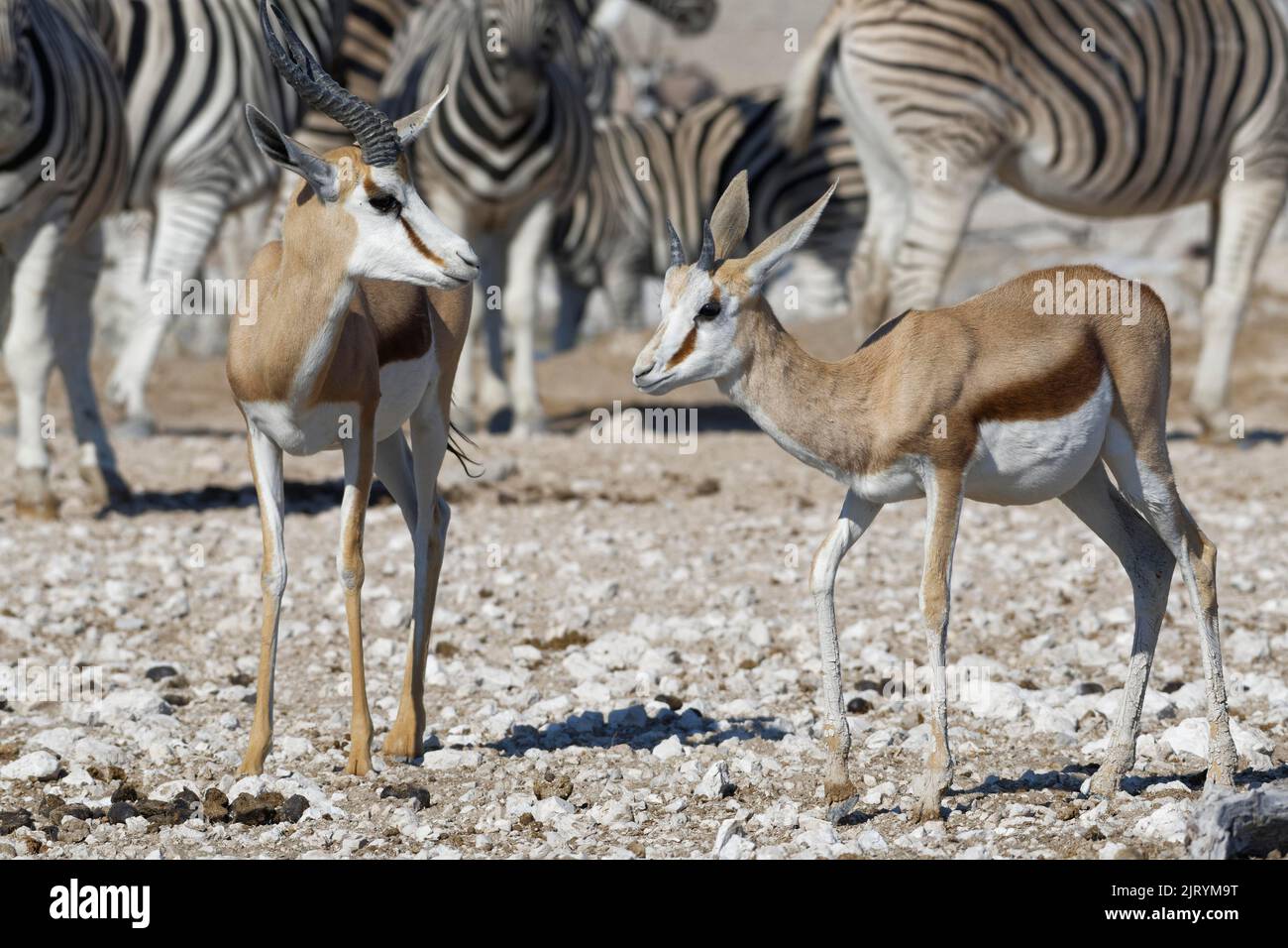 Etosha na hi-res stock photography and images - Alamy