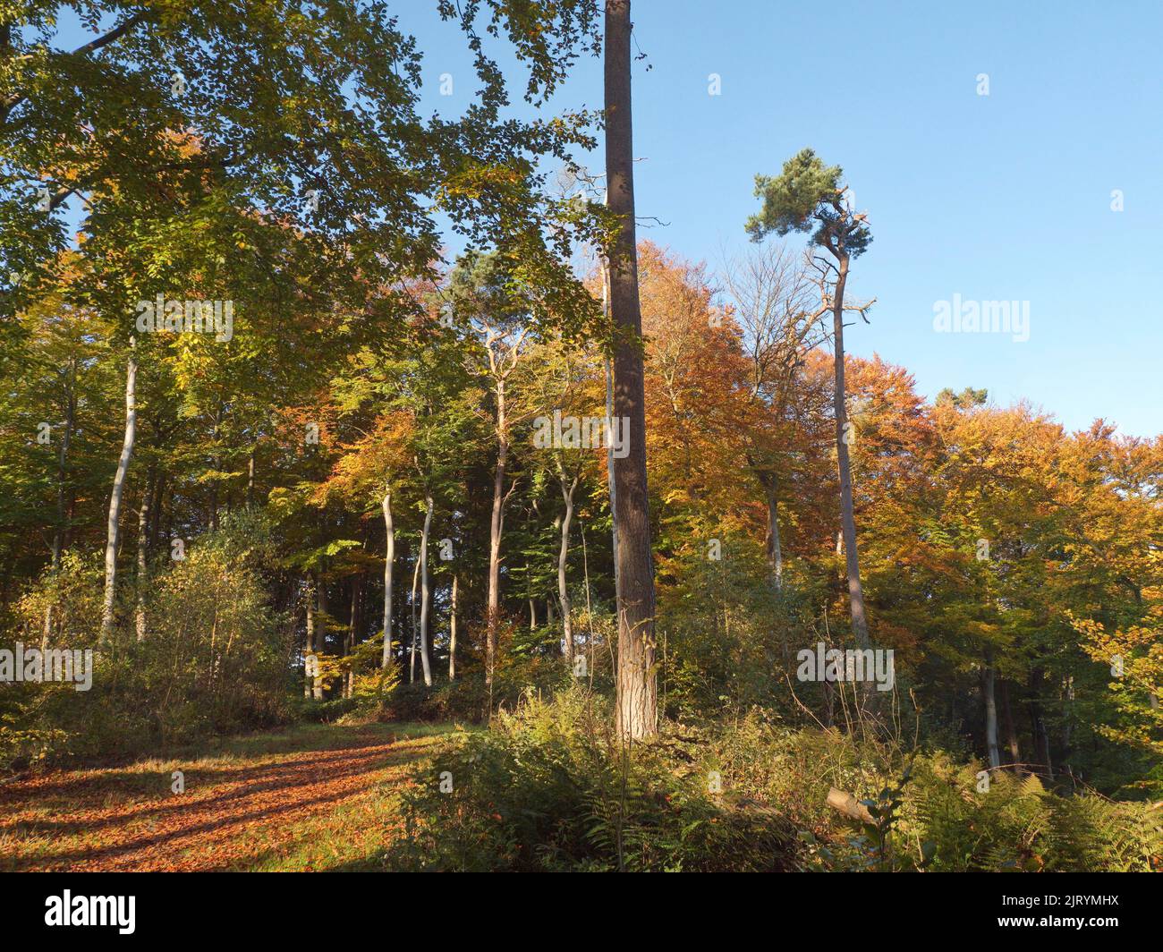 Autumn hiking trail on the Werder, a peninsula in the Schaalseel. It is ...