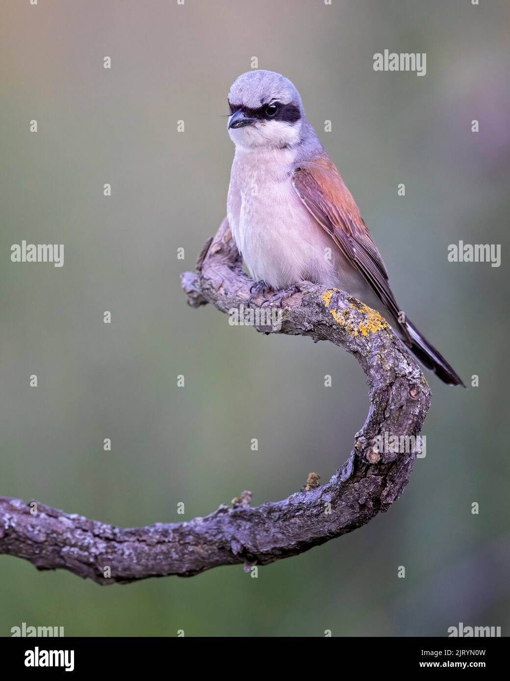 Red backed shrike hunt hi-res stock photography and images - Alamy