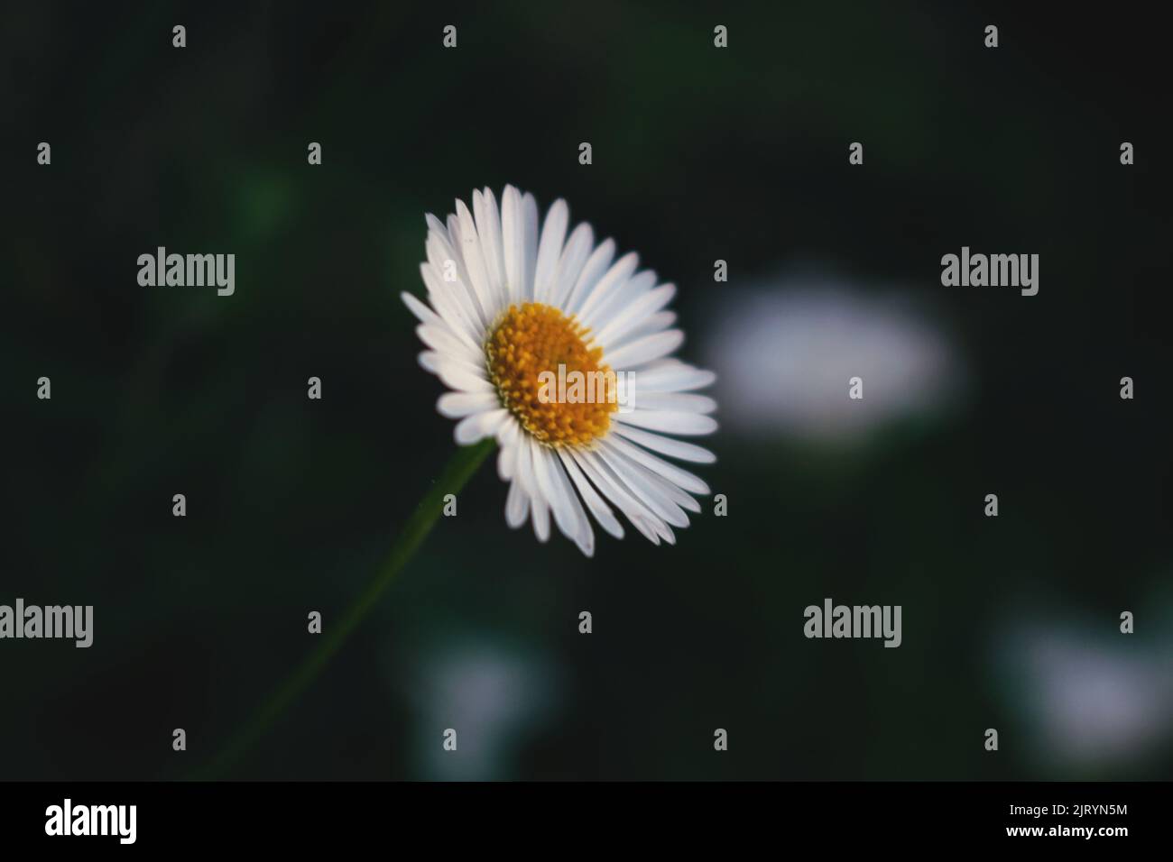 The close-up view of a common daisy before the blurred background Stock ...