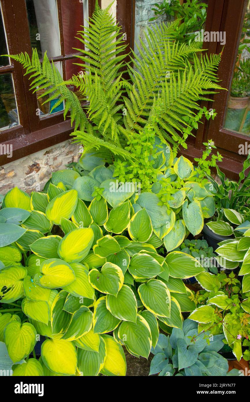 The vertical high-angle view of green leafy plants by the windows Stock ...