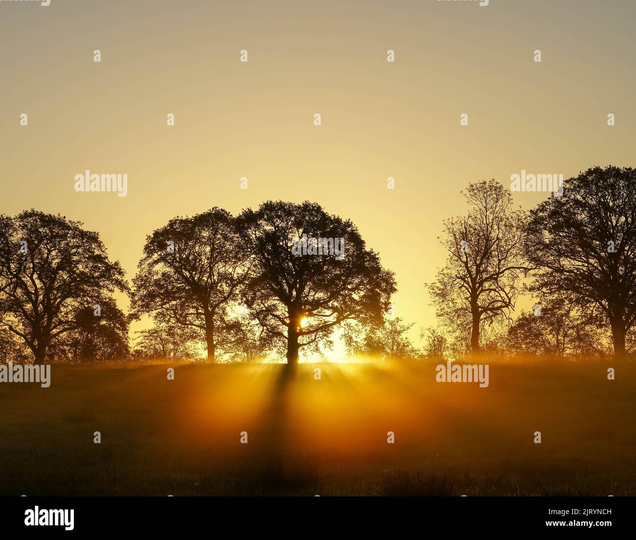 Sun rays shining through oak tress on a misty winters morning Stock ...