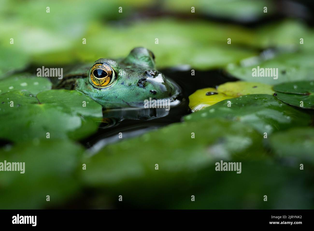 A close-up shot of American bullfrog the head out of water ready to ...
