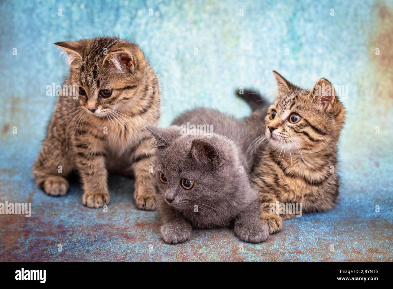 Three cute kittens, one gray and two striped, sit next to each other on ...