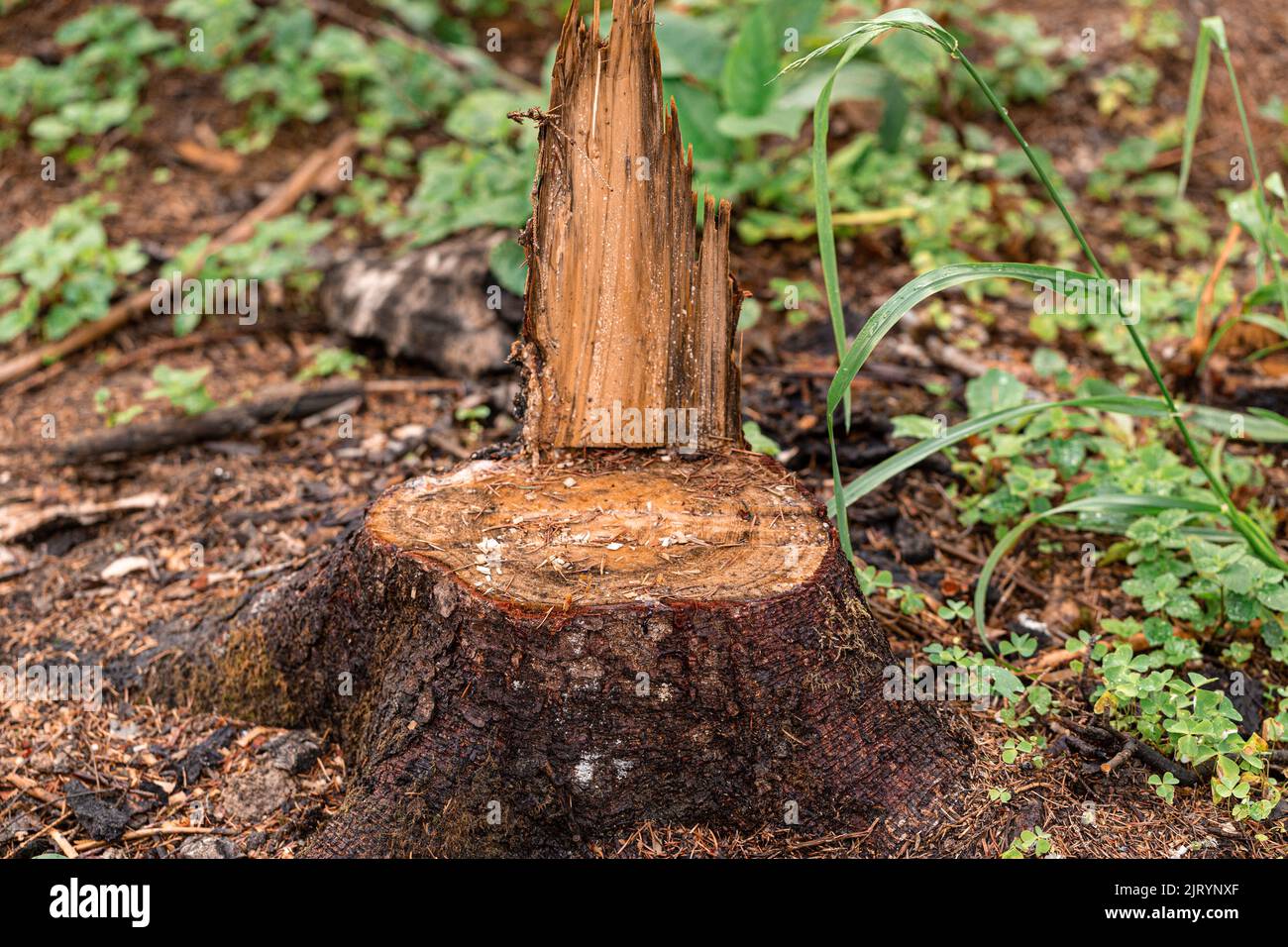 The stump was left from a big old tree in the wild forest. The old ...