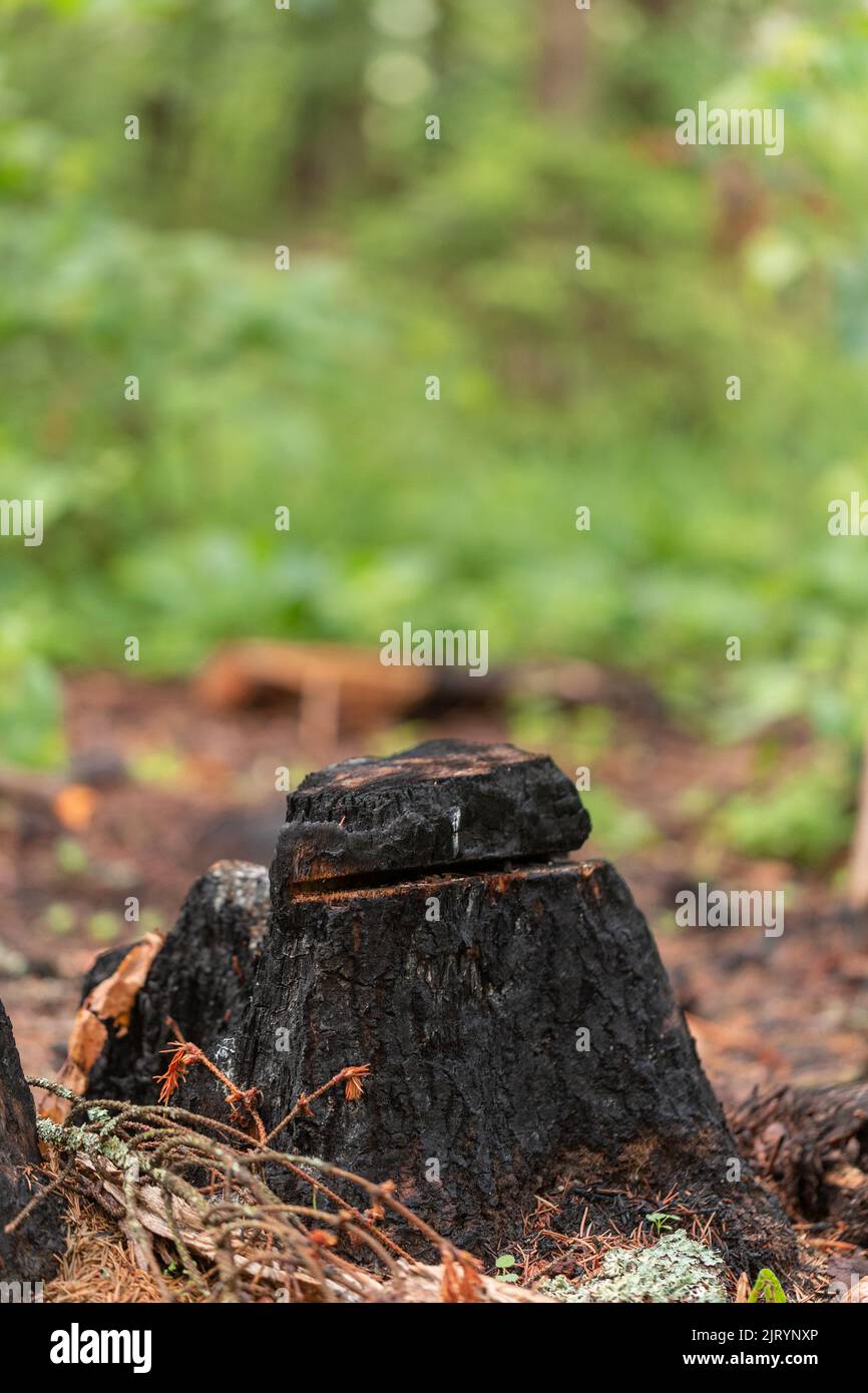 A charred stump was left from a large old tree in a wild forest. The ...