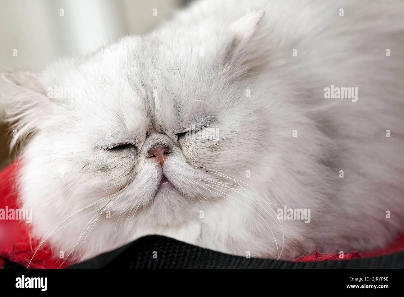 Persian cat colors hi-res stock photography and images - Alamy