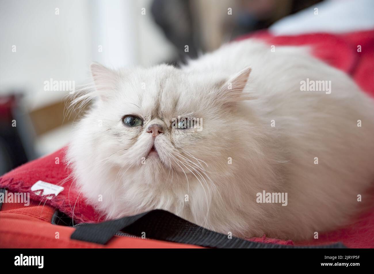 Persian cat colors hi-res stock photography and images - Alamy
