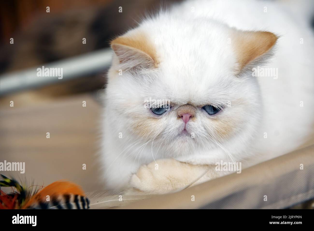 Pretty sad Persian cat Stock Photo - Alamy