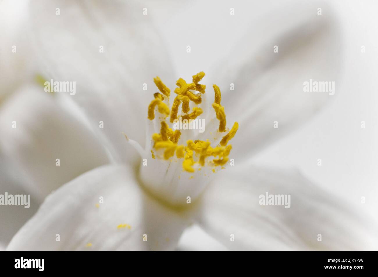 Lemon flower stamens macro view Stock Photo - Alamy